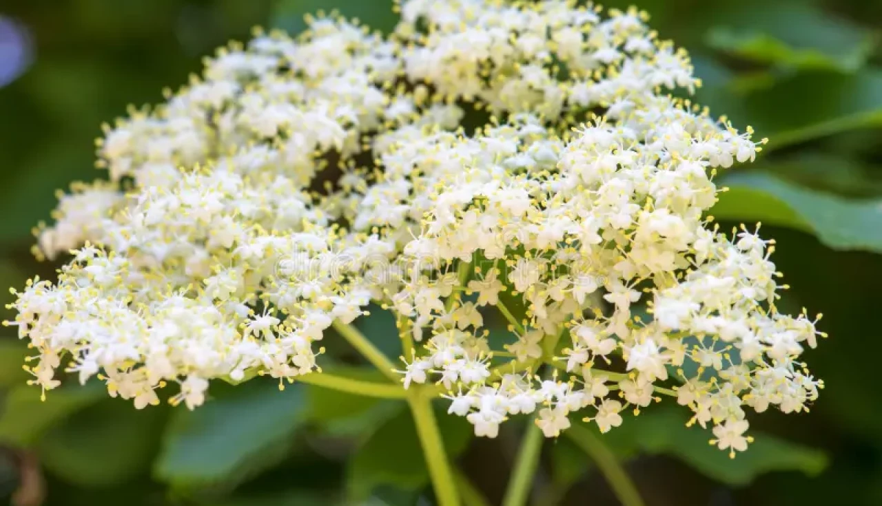 Tudo o Que Você Precisa Saber Sobre o Sabugueiro (Sambucus nigra ...