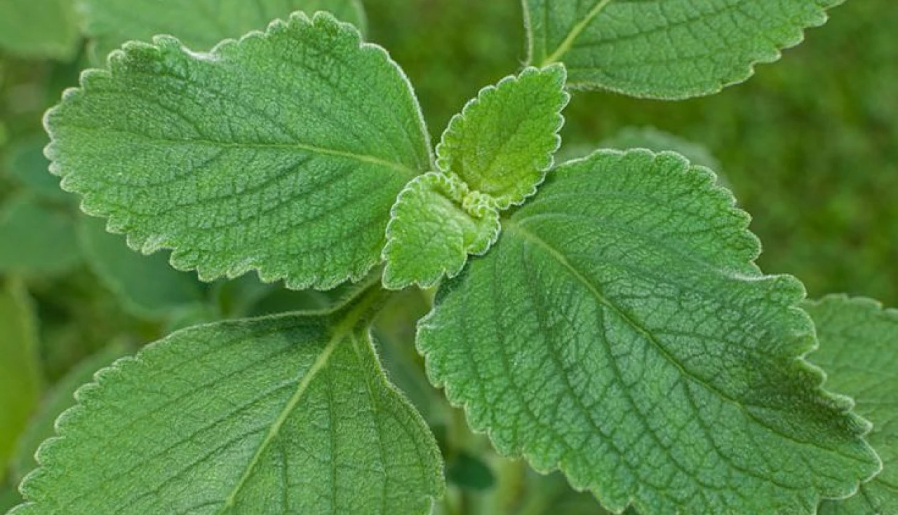 Como identificar boldo? | Plantas para Curar